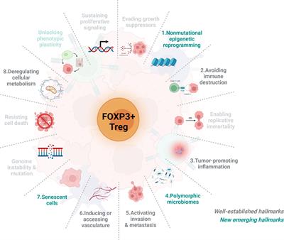 Frontiers | FOXP3+ regulatory T cells and the immune escape in solid tumours